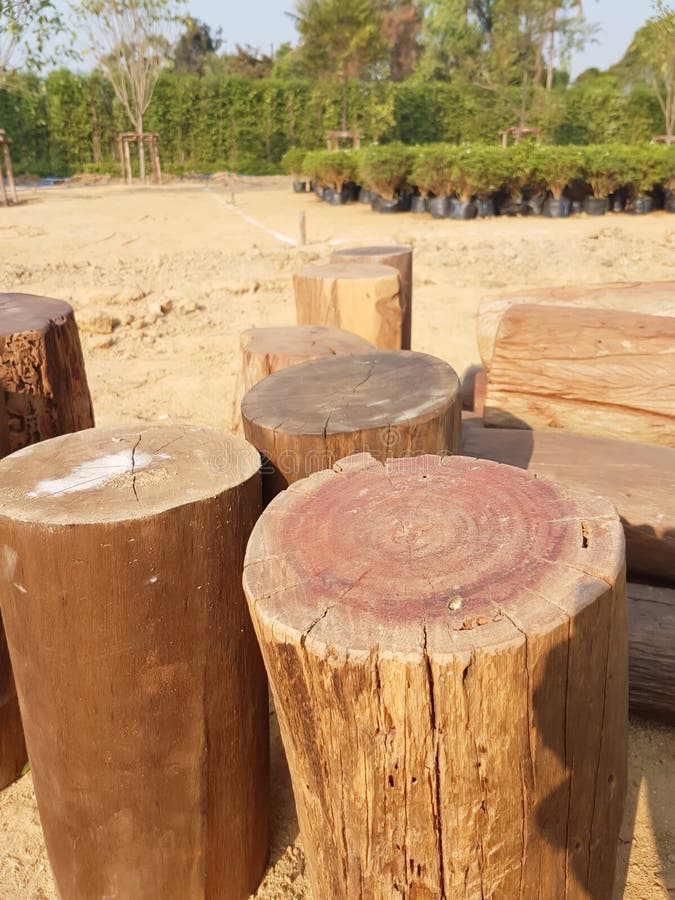 Real Brown Stumps Was Put on the Garden`s Sand Stock Photo - Image of ...