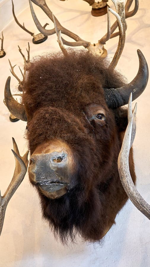 Real Buffalo Head Wall Trophy Stock Photo - Image of wall, germany ...