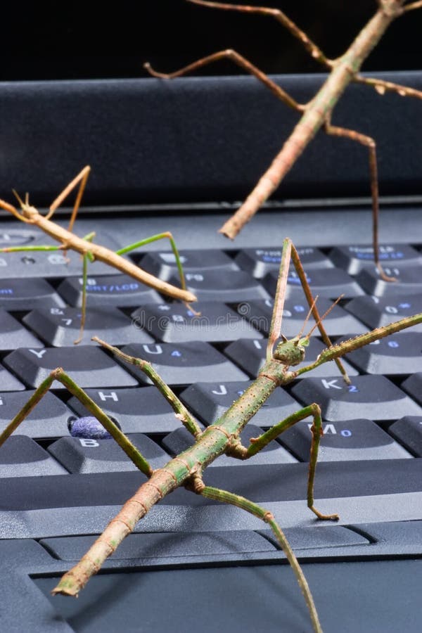 Real bugs stock image. Image of computers, keyboard, crime - 2230099