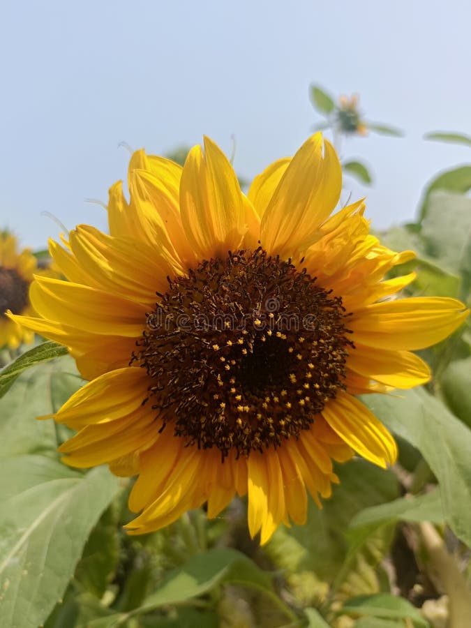 Real capture sunflower hd stock image. Image of nature - 243963281