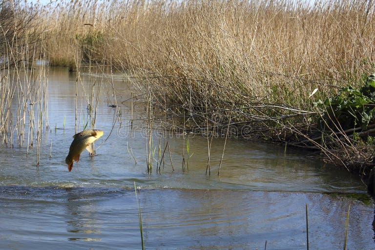 258 Carp Jumping Stock Photos - Free & Royalty-Free Stock Photos from ...