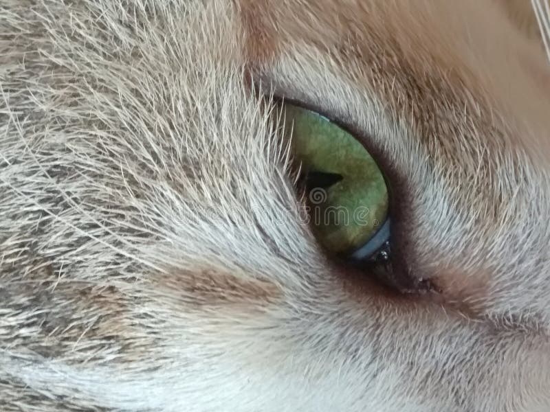 Real Cat Eye when Cat is Sleeping Stock Image - Image of natural, nits ...