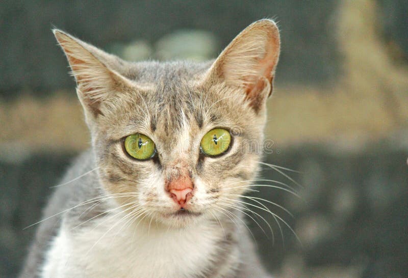 Real cat pose stock image. Image of real, meow, pose - 221227945