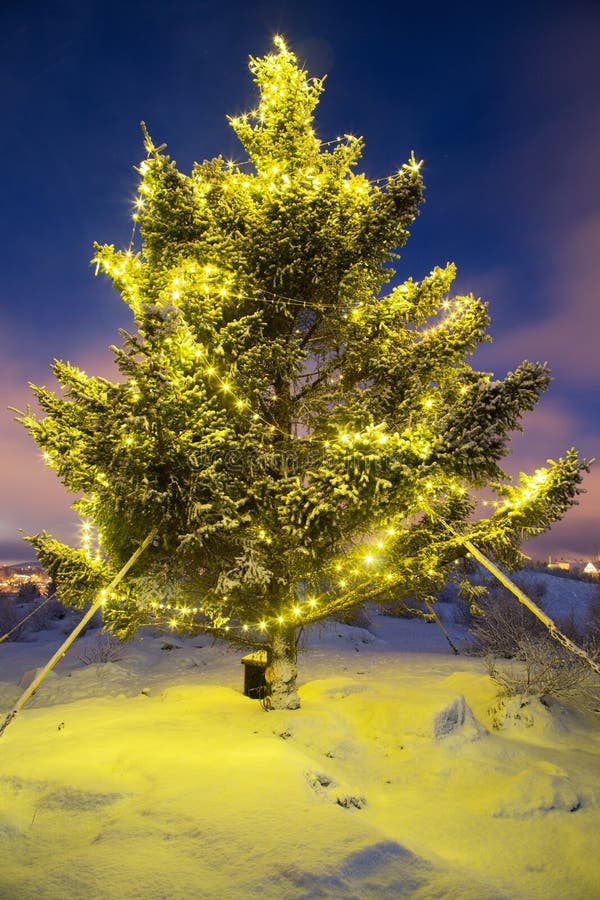 Real christmas tree stock photo. Image of cold, irregular - 62329866