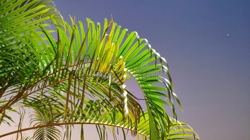 Real Coconut Palm Tree Against Sky Stock Photo - Image of tropical ...