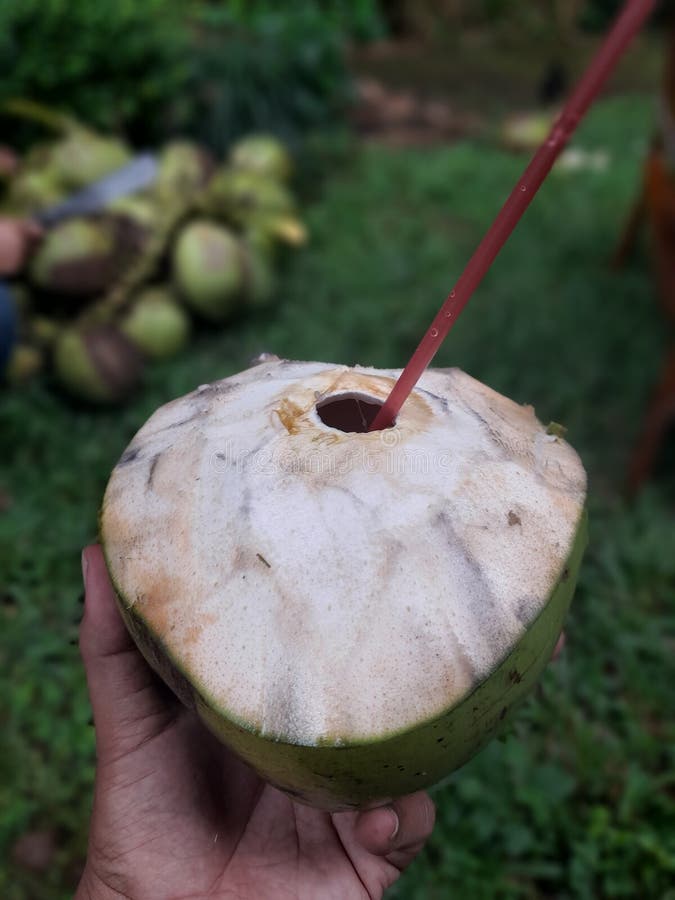 A Real Coconut Straight from the Tree Stock Image - Image of coconut ...