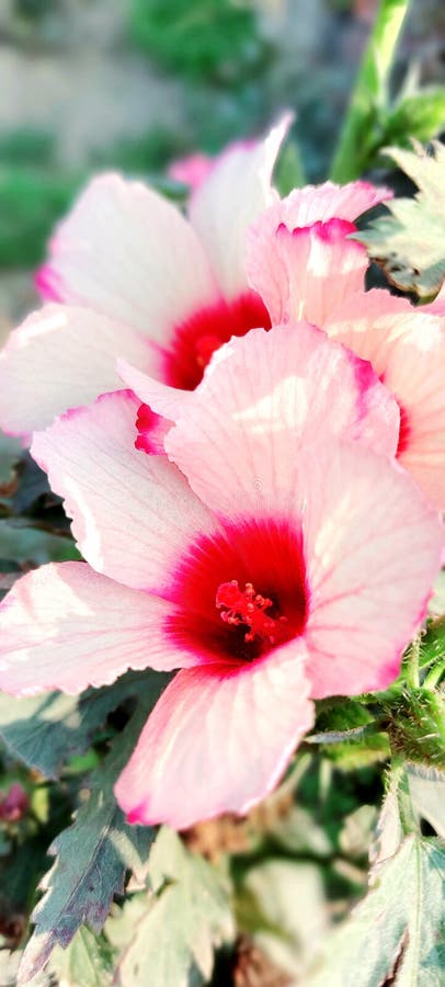 Real colour flowers stock image. Image of shrub, lily - 236932639