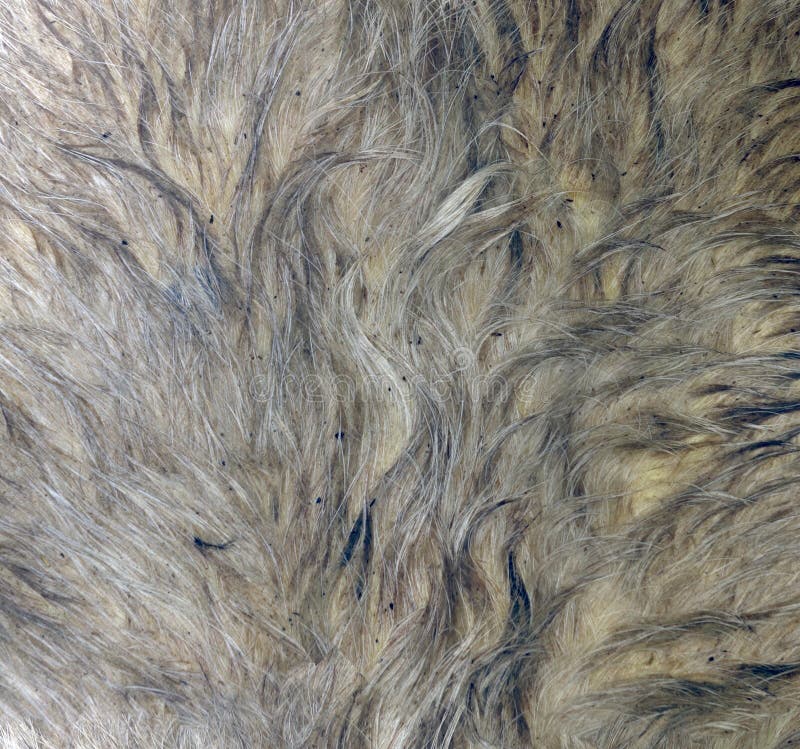 Real Cow Fur Texture - Pattern - Animal Stock Photo - Image of ...