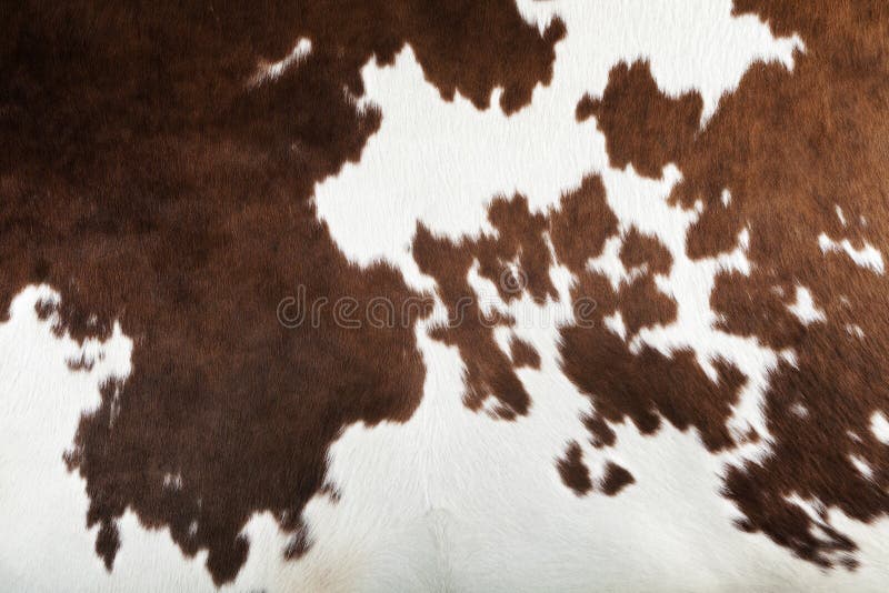 Real cow skin texture stock photo. Image of natural, leather - 23783280