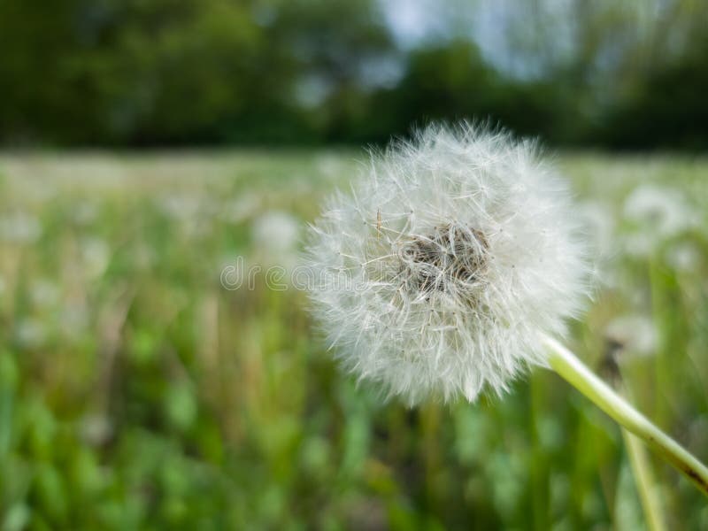 Real dandelion in a field stock image. Image of land - 220957389