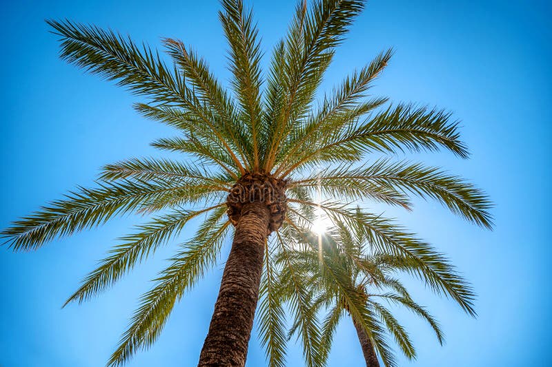 Real Date Palm Tree in Front of Bright Blue Sky Backlit by the Sun ...