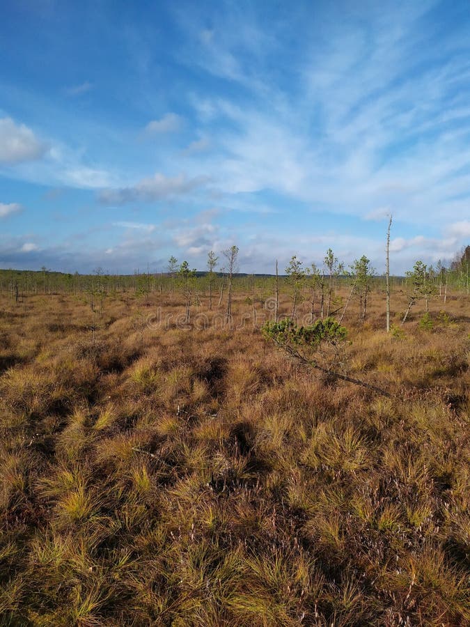 A Real Deep Swamp in Belarus Can Get Bogged Down in the Berezinsky ...