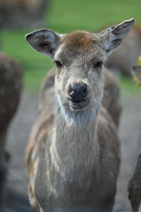 Real Deer (Cervus Elaphus) in a Natural Setting Stock Image - Image of ...