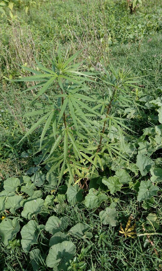 Weed tree stock photo. Image of indian, deshi, weed - 122429660