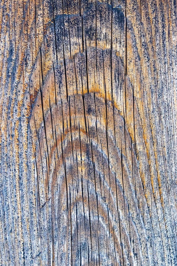 Real Detailed Texture of a Spruce Plank Stock Photo - Image of plank ...
