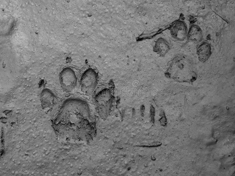 Real dog footprint stock image. Image of puppy, surface - 26353297