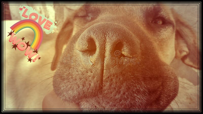 Real Dog stock image. Image of nice, beautiful, girl - 104198035