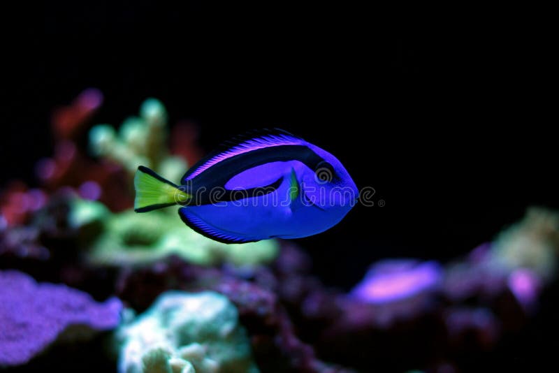 Real Dory stock image. Image of capacity, aquascape, barrier - 87165015