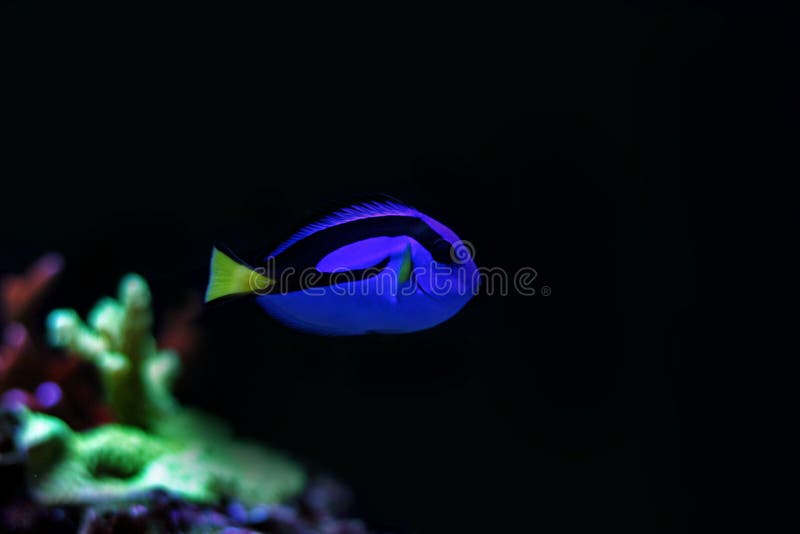 Real Dory stock photo. Image of nemo, aqua, dory, colorful - 87165270