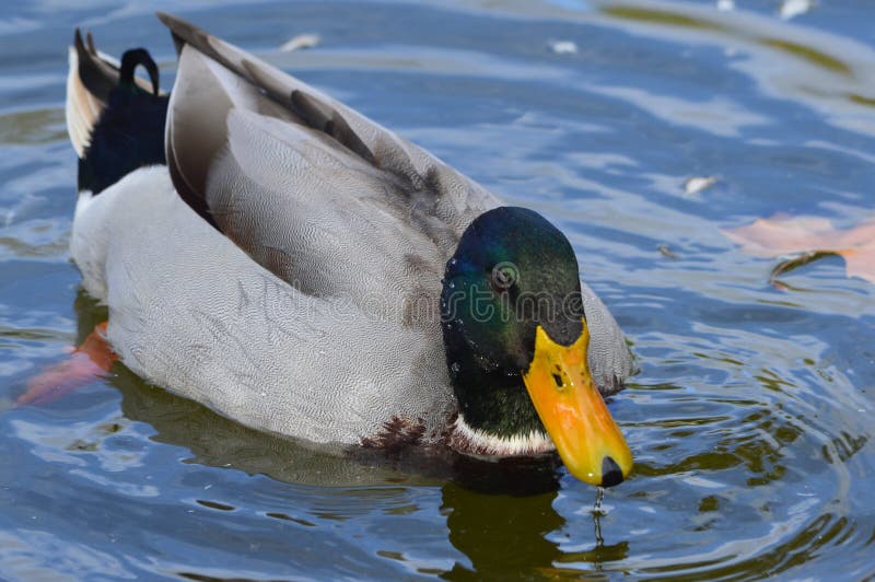 Real duck stock photo. Image of white, real, walks, beauty - 109080606