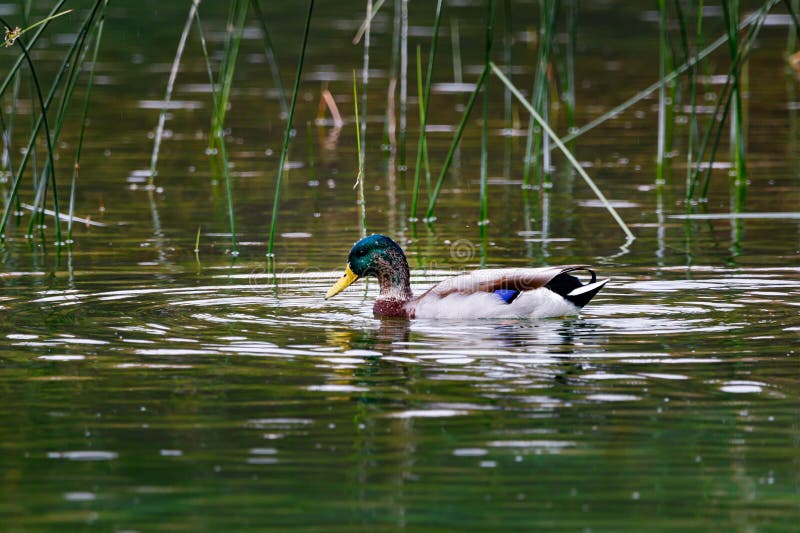 Real Duck in the Ruidera Lagoons Stock Image - Image of reflection ...
