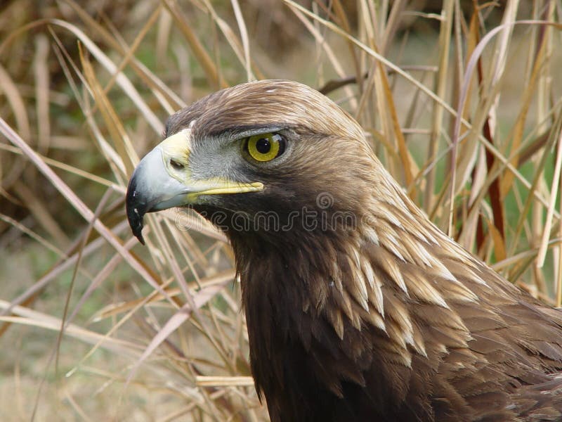 Real Eagle claws stock image. Image of possession, closeup - 80817