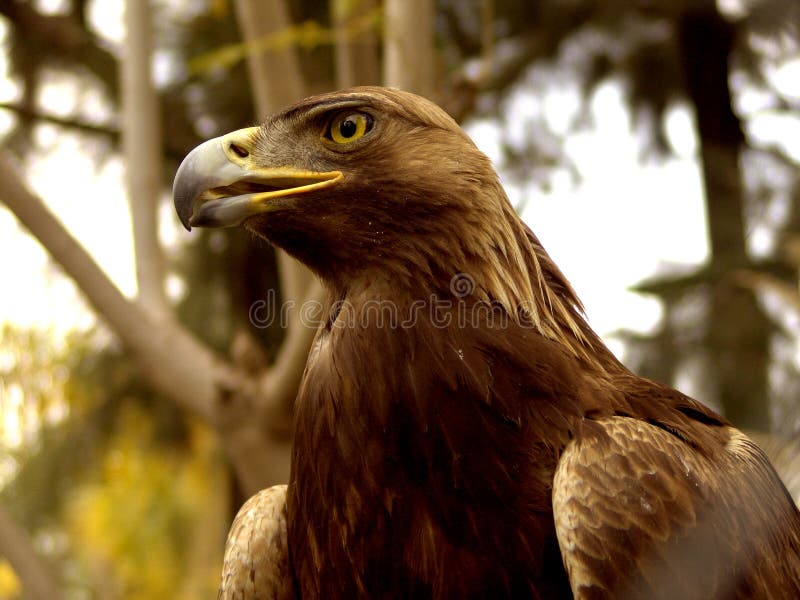 Real Eagle claws stock image. Image of possession, closeup - 80817