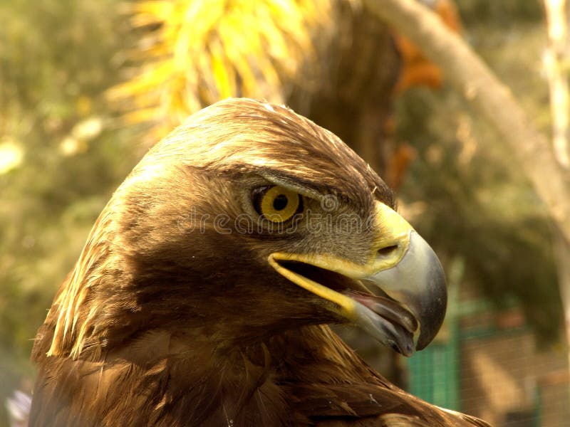 Real Eagle claws stock image. Image of possession, closeup - 80817