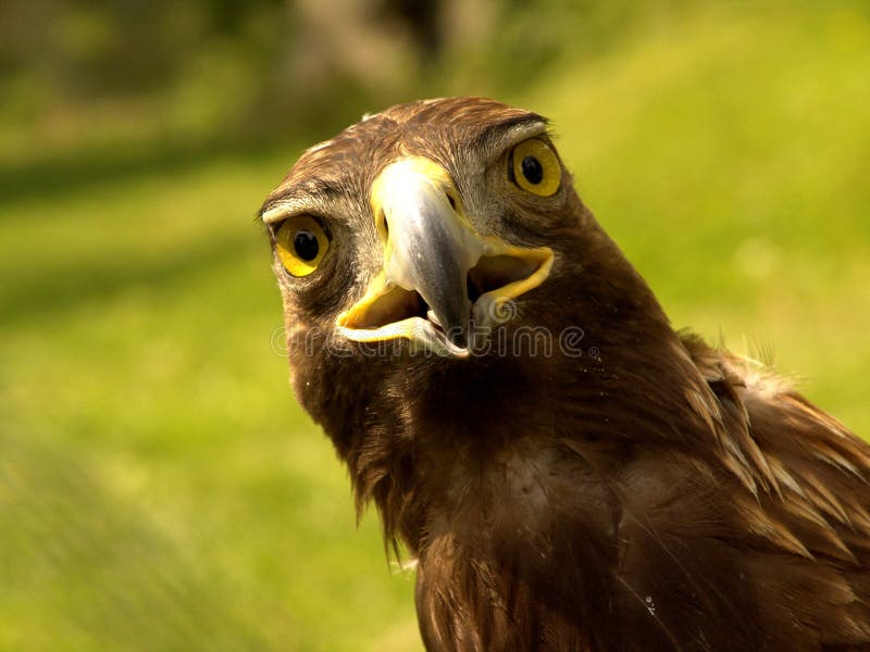 Real Eagle claws stock image. Image of possession, closeup - 80817