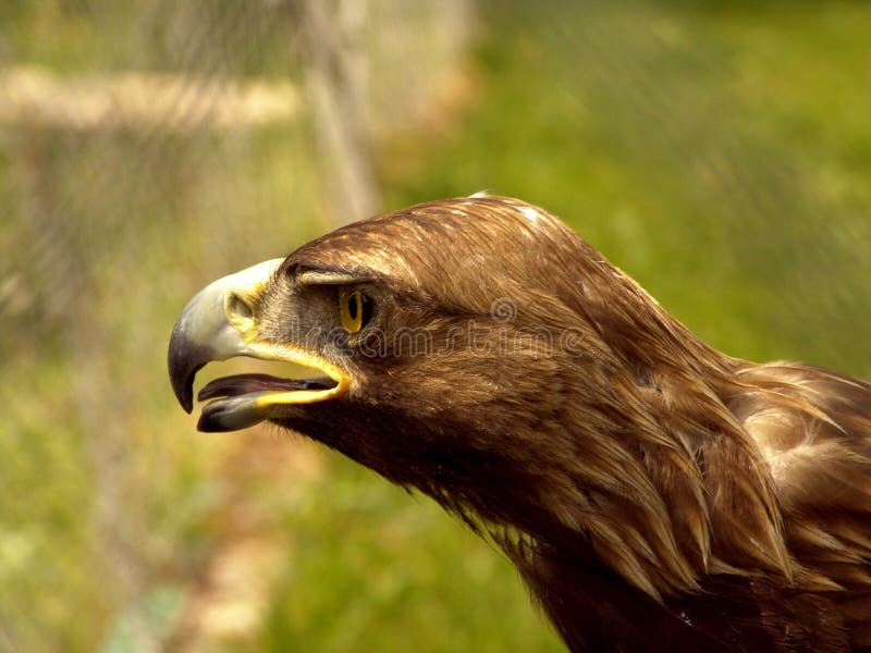 Real Eagle claws stock image. Image of possession, closeup - 80817