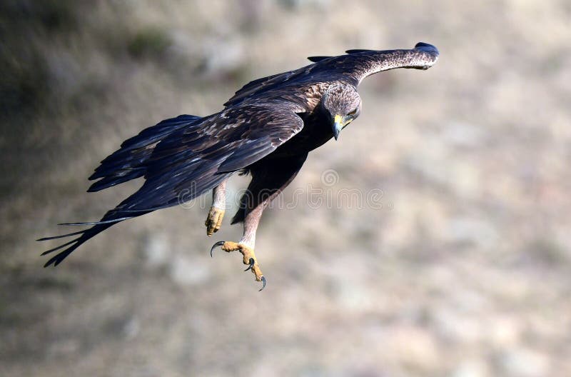 Real eagle in flight stock photo. Image of eagle, buzzards - 136064556