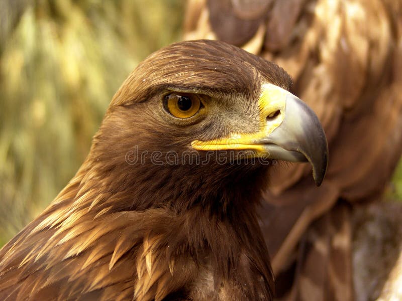 Real Eagle claws stock image. Image of possession, closeup - 80817