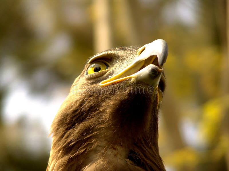 Real Eagle claws stock image. Image of possession, closeup - 80817