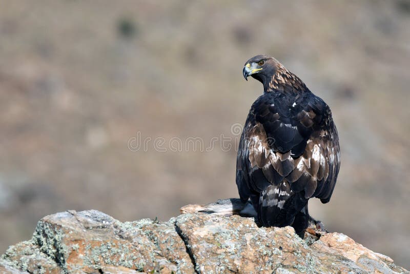Real Eagle Observes from His Innkeeper Stock Image - Image of animals ...