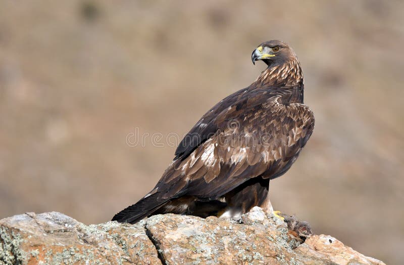 Real Eagle Observes from His Innkeeper Stock Photo - Image of eagle ...