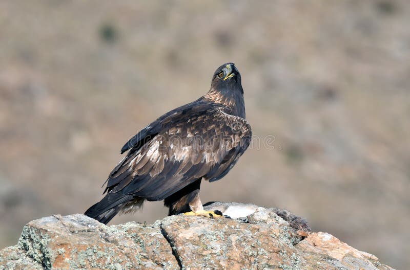 Real Eagle Observes from His Innkeeper Stock Image - Image of eagle ...