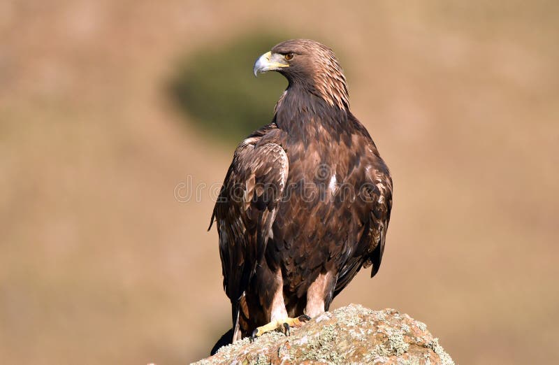 Real Eagle Observes from His Innkeeper Stock Photo - Image of glass ...