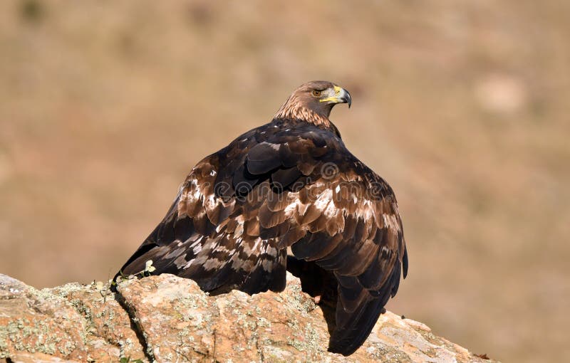 Real Eagle Observes from His Innkeeper Stock Image - Image of head ...