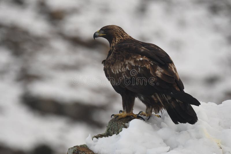 Real Eagle Observes from His Innkeeper Stock Photo - Image of female ...