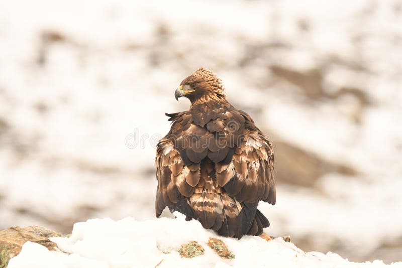 Real Eagle Observes from His Innkeeper Stock Photo - Image of feathers ...