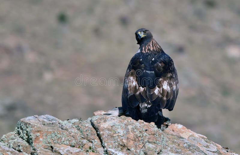 Real Eagle Observes from His Innkeeper Stock Photo - Image of milanos ...