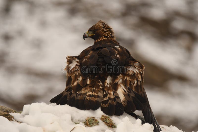 Real Eagle Observes from His Innkeeper Stock Image - Image of eagle ...