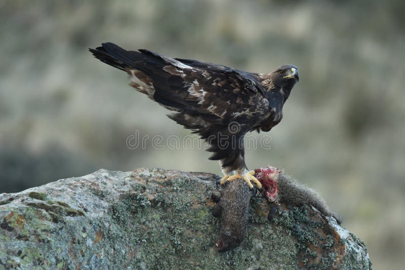 Real Eagle Observes from His Innkeeper Stock Photo - Image of bramble ...