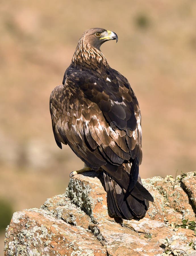 Royal eagle stock image. Image of landscapes, birds - 147970863