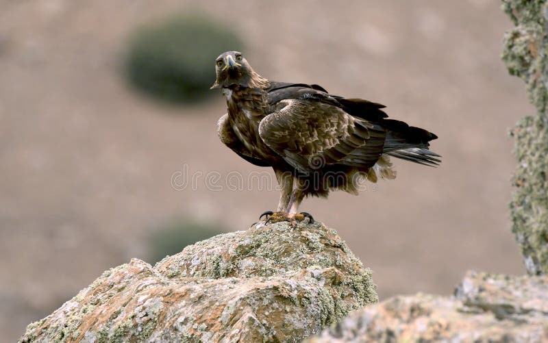 Real Eagle Observes Its Territory Stock Image - Image of ground ...