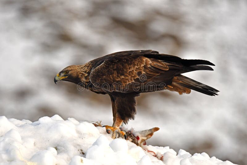 Real eagle stock image. Image of animales, claws, bonelli - 121860843