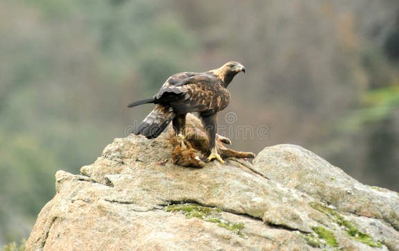 Real Eagle with Prey in Its Claws in the Field Stock Image - Image of ...