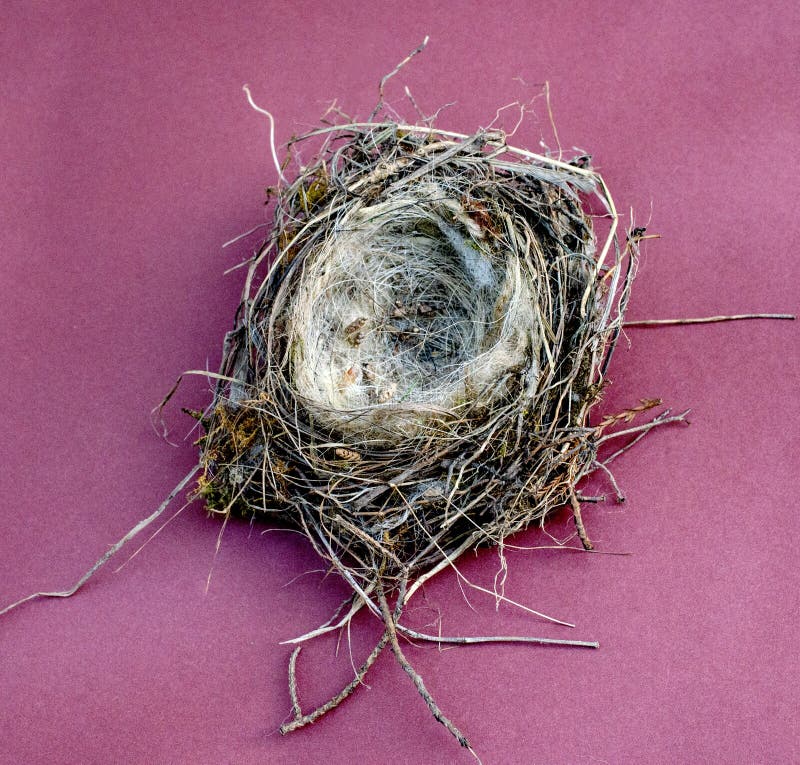Real Empty Sparrow Bird Nest Top View Stock Image - Image of animals ...