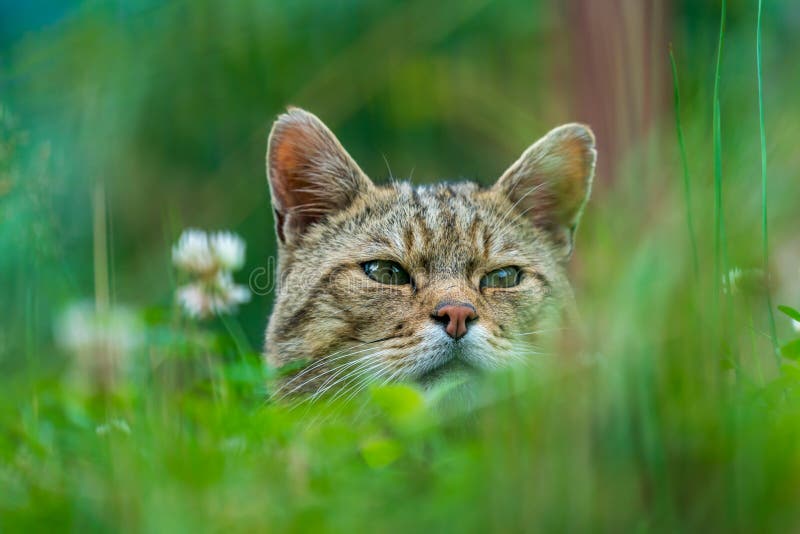 Real european wildcat stock photo. Image of wilderness - 156507356