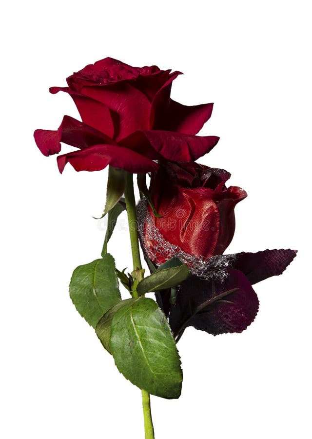 Real and Fake stock photo. Image of rose, dark, shape - 128585750
